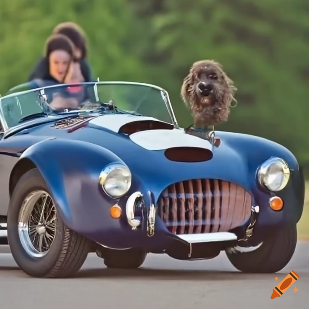 Shelby cobra car with a poodle driving