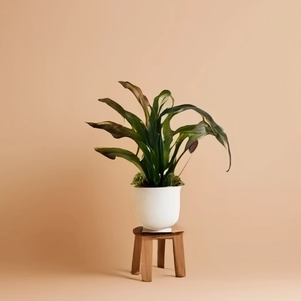 House plants on beige background on Craiyon