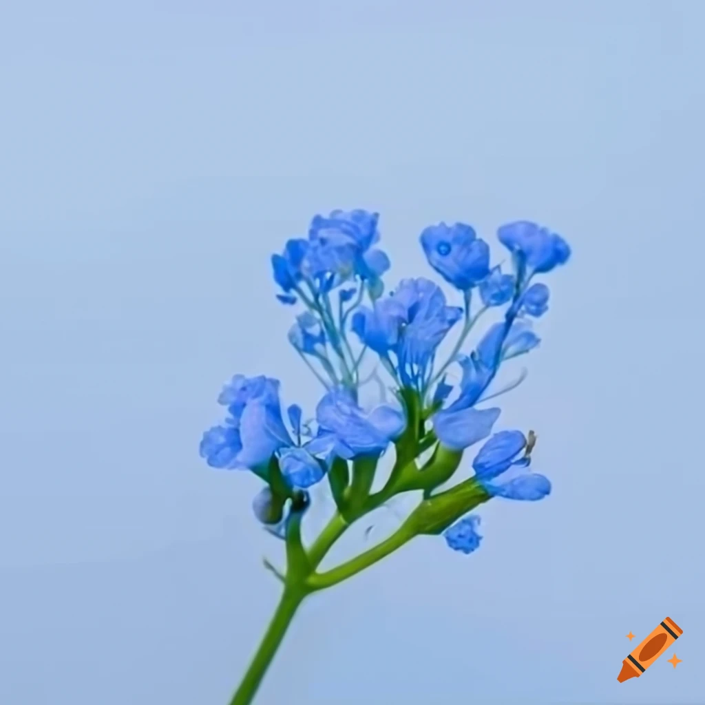 Single blue baby's breath flower on white background on Craiyon