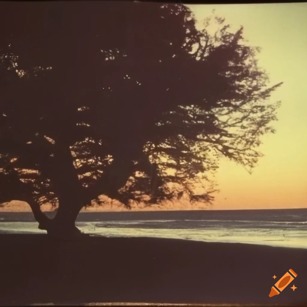 Grainy scratched 70s polaroid of a dark tree at sunset on the seashore ...